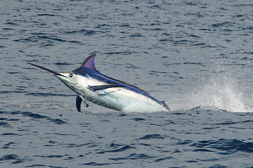 Artes de Pesca: VAMOS A PESCAR MARLIN