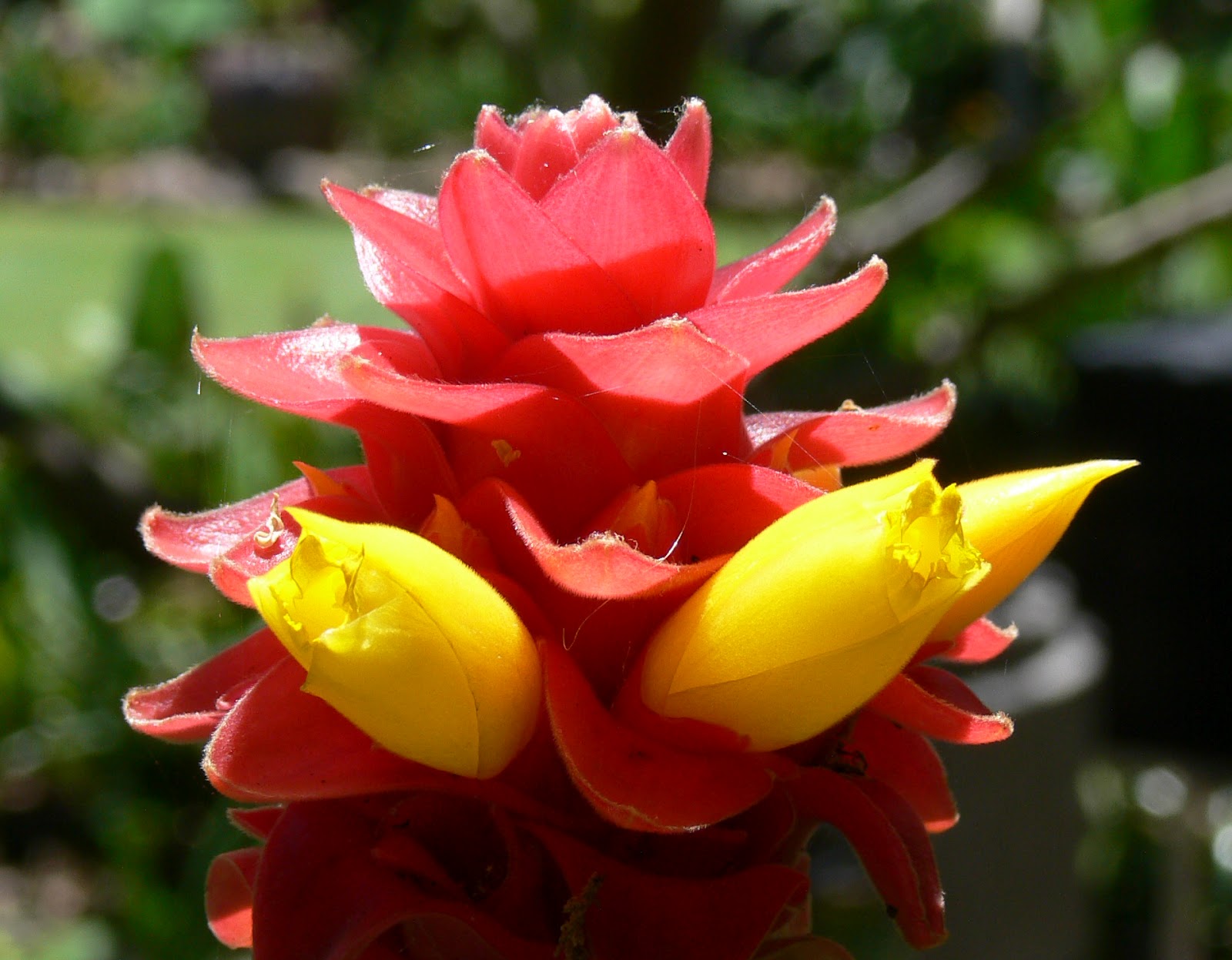 SubTropical Queensland Open Garden: Costus Propagation