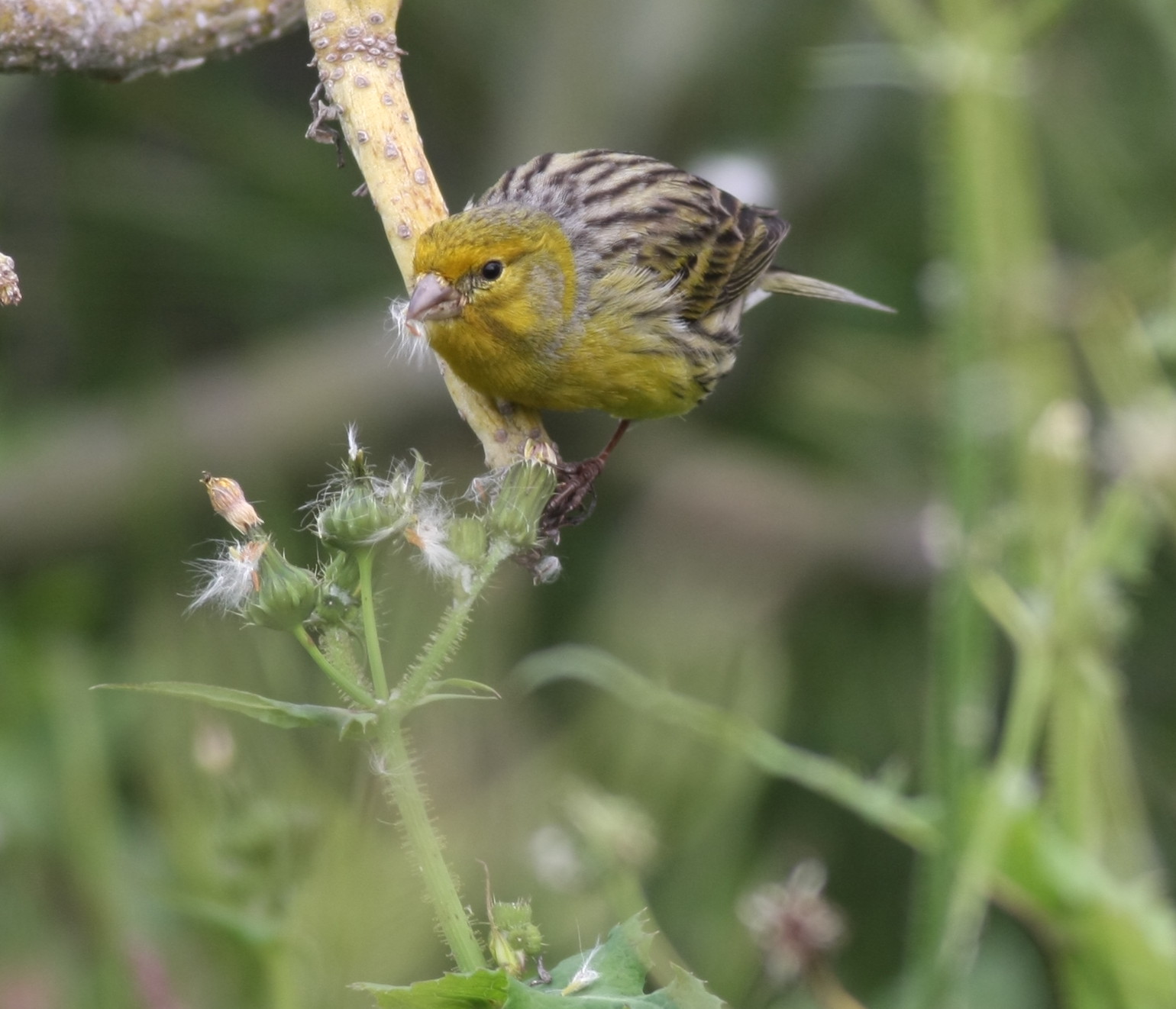 La Palma Birds: Common Nesting Birds 1