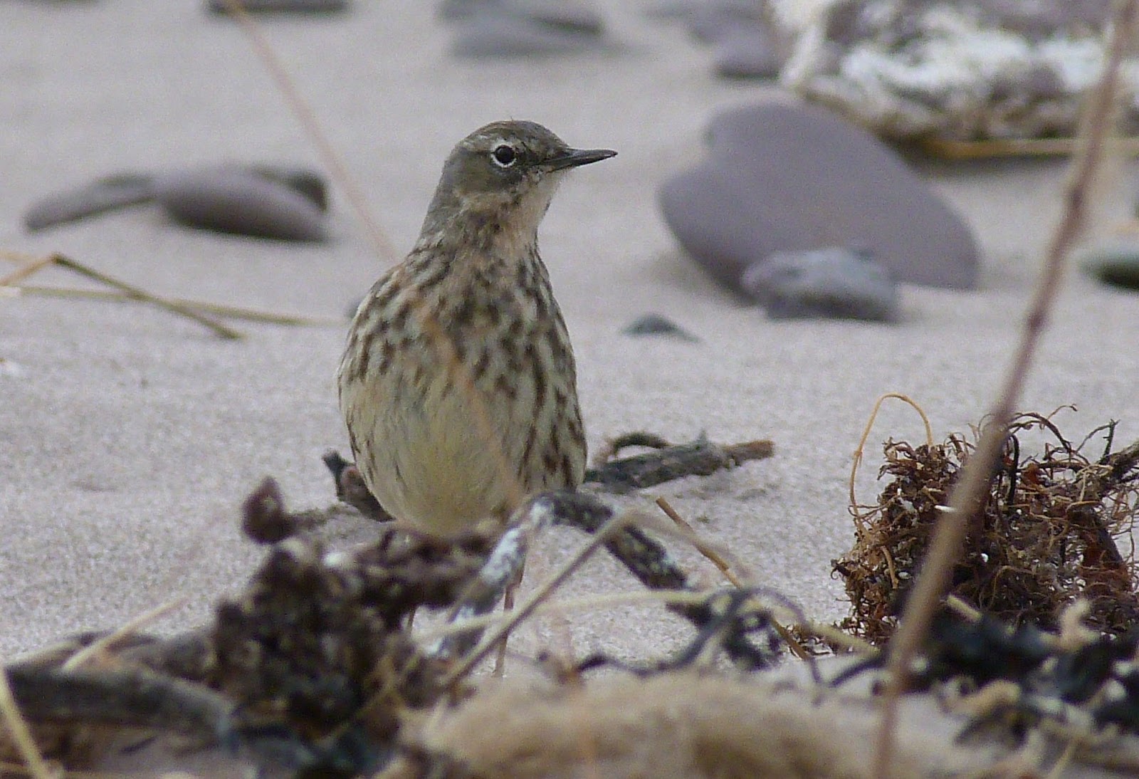 Kerry Birding: Scandinavian Rock Pipit, Baile an Reannaigh