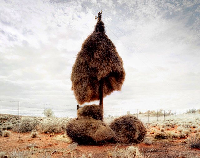 The Flying Tortoise: The Sociable Weaver Birds Take Over The Telegraph ...