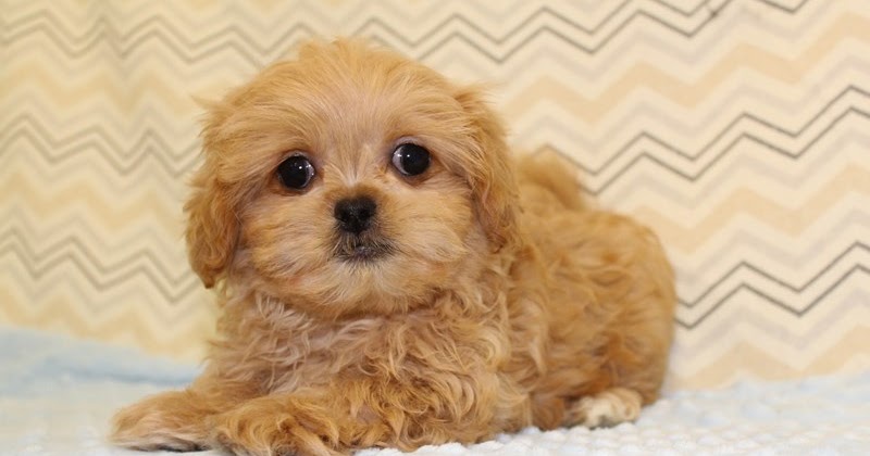 Brown Color PeekaPoo Personality, Temperament, Character