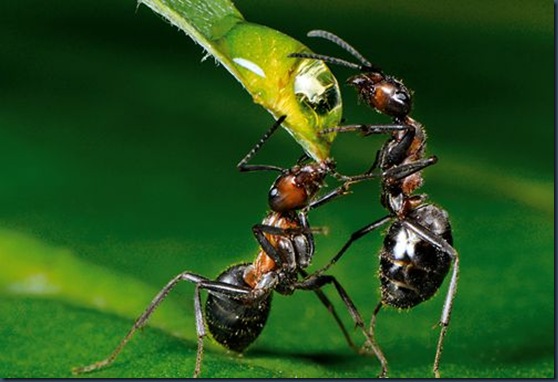 CIENCIAS DE LA TIERRA V-NA: RELACIÓN ENTRE LOS SERES VIVOS SEGÚN: