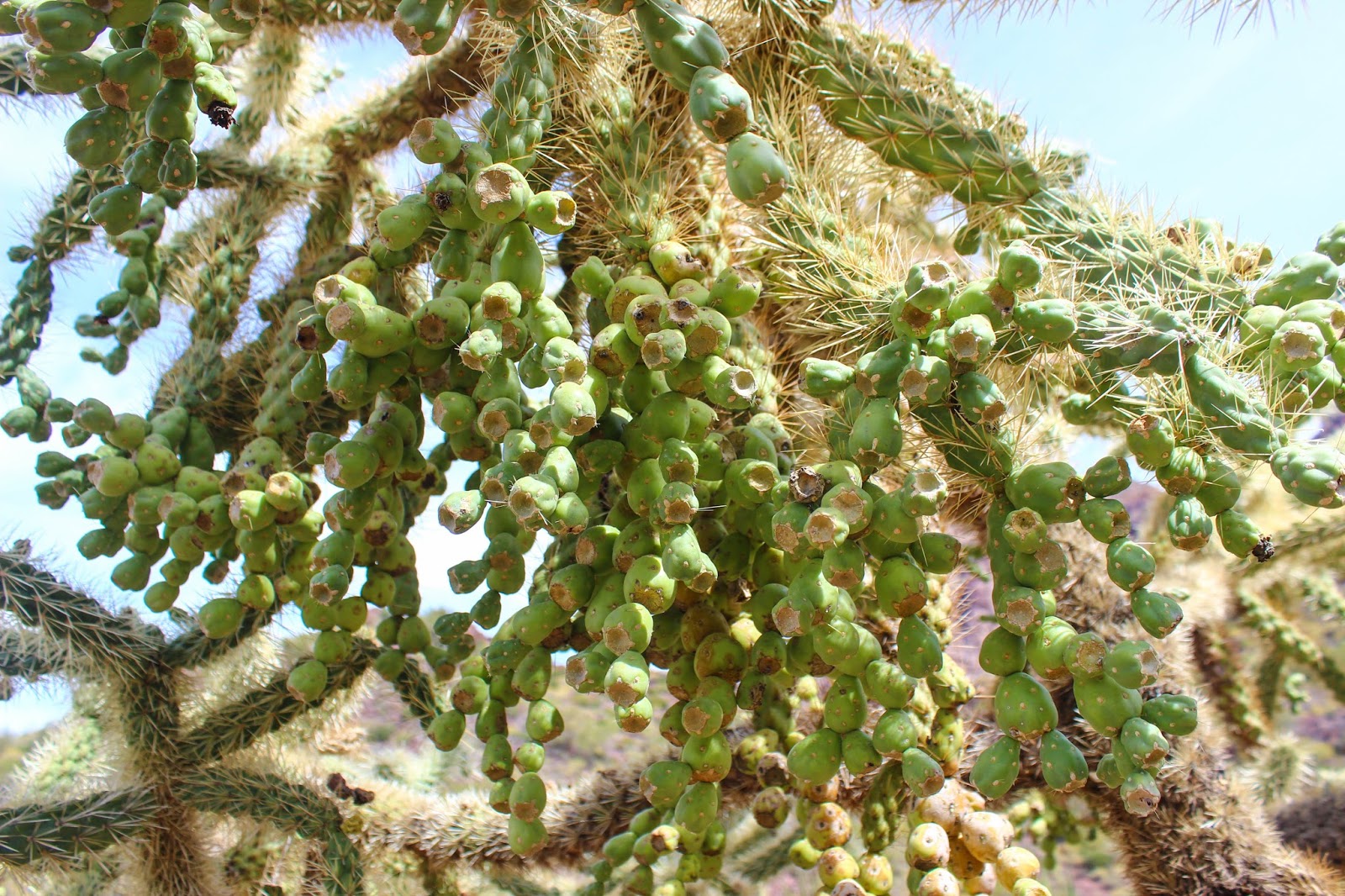 Cannundrums: Chain Fruit Cholla Flowers