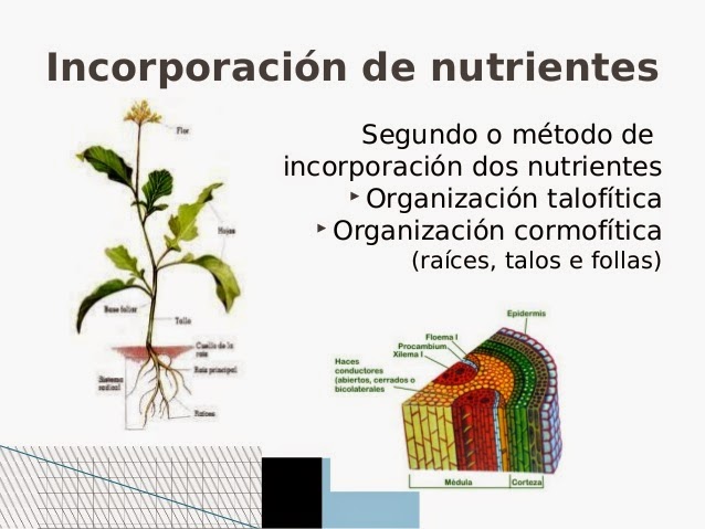 Histologia Vegetal: Organizacion Talofítica y Cormofítica