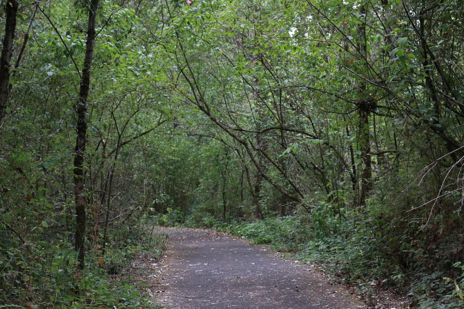Beautiful PDX: Smith and Bybee Natural Wetlands