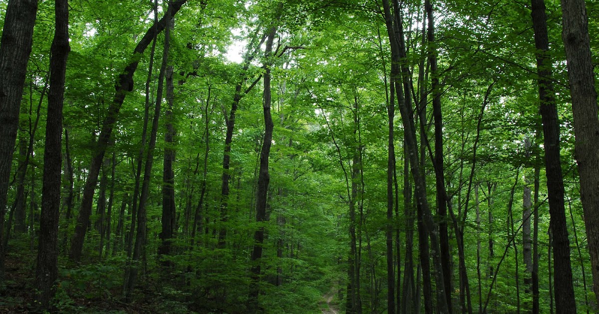 Simple Blogs : Forest