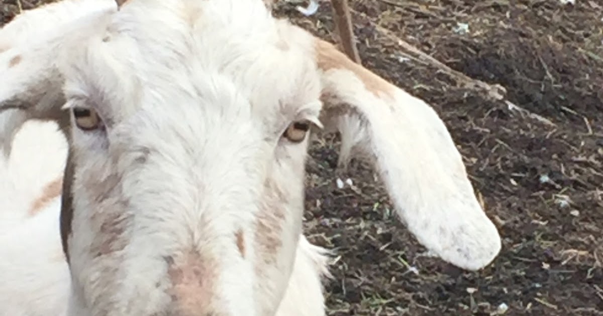 One Old Goat: Old goats, slow goats.