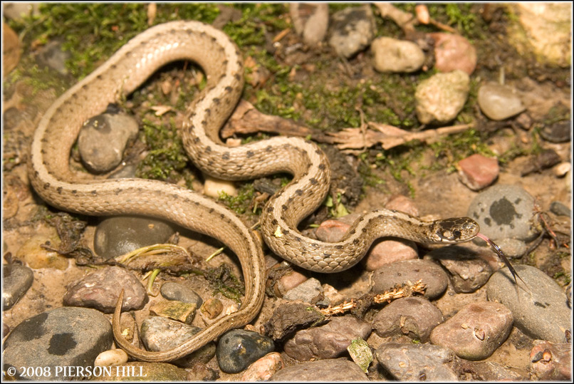 Life is short, but snakes are long: What the State Snakes Should Be ...