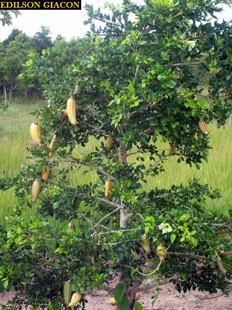Viveiro Ciprest - Plantas Nativas e Exóticas: Guajilote ou Bananinha ...