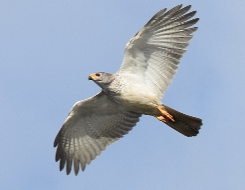 Daintree Wildlife: August 2017