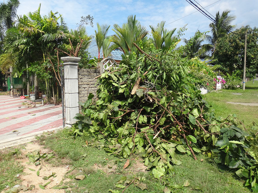 Menebas semak samun..