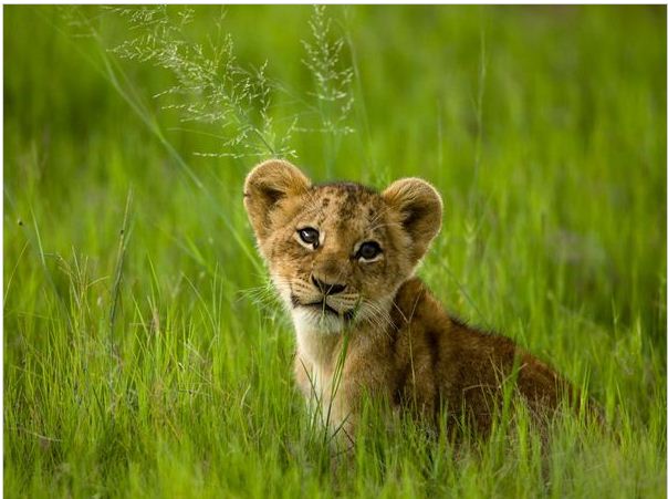 Girnar Mountain, Temple, Forest Gujarat ~ Places4traveler : Best ...