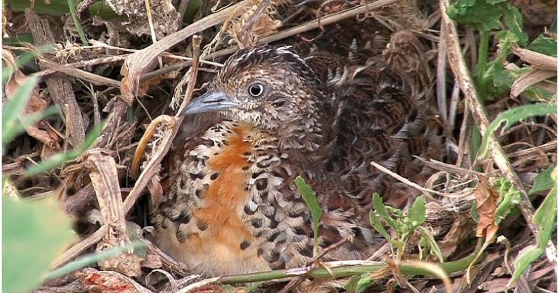 Amantes de la ornitología: Torillo andaluz: declarado extinto tras ...