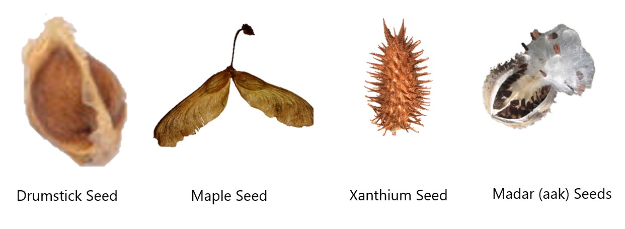 Class-7 Science Chapter-12 Reproduction in Plants, Additional Exercises ...