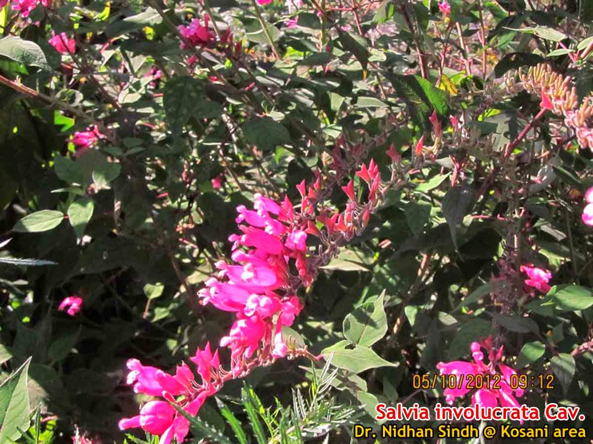 Medicinal Plants: Salvia involucrata, Rosebud Sage, trolltopp