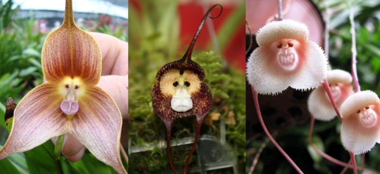 Toko Bunga | Toko Bunga Bekasi | Jual Bunga Ucapan | Hub:082262222989 ...