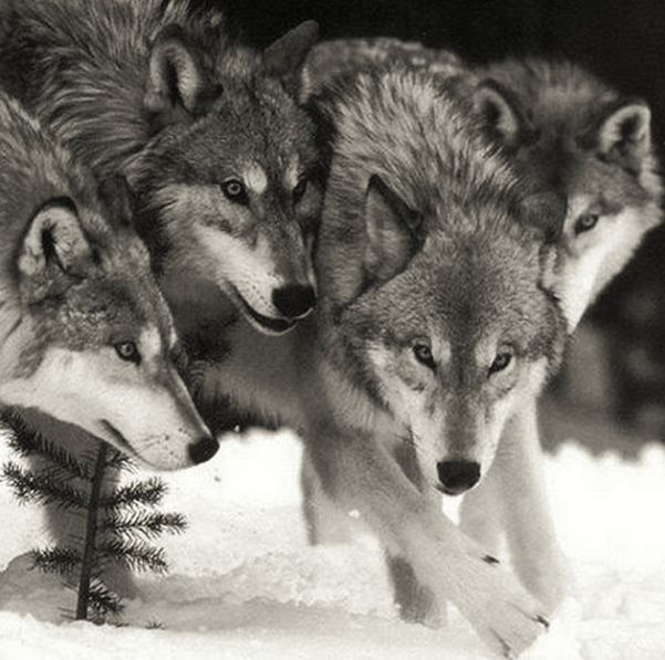 STOP WOLF HUNTS: WOLF PETITIONS