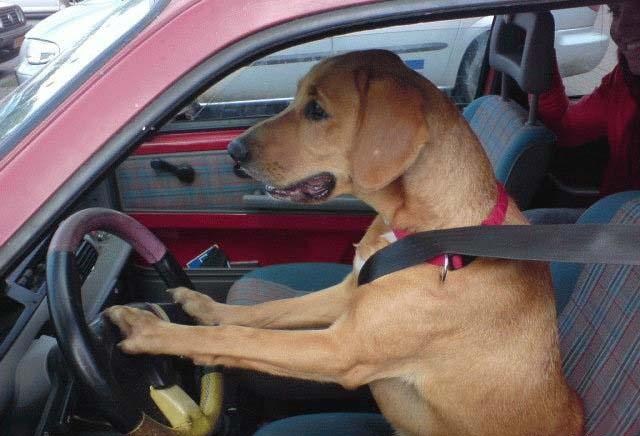 /Ilustracion del verbo conducir un carro >> nuevo manual de conducir pr ...