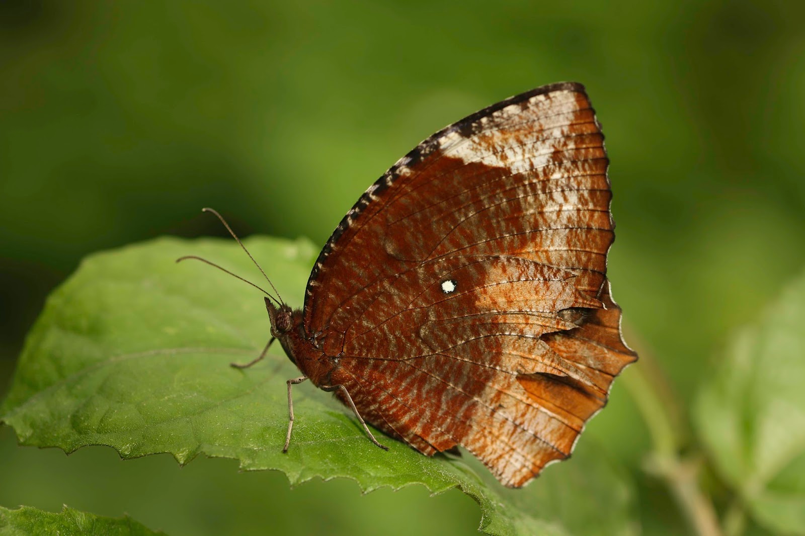 Butterflies of Vietnam: 152. Elymnias hypermnestra tonkiniana (The ...