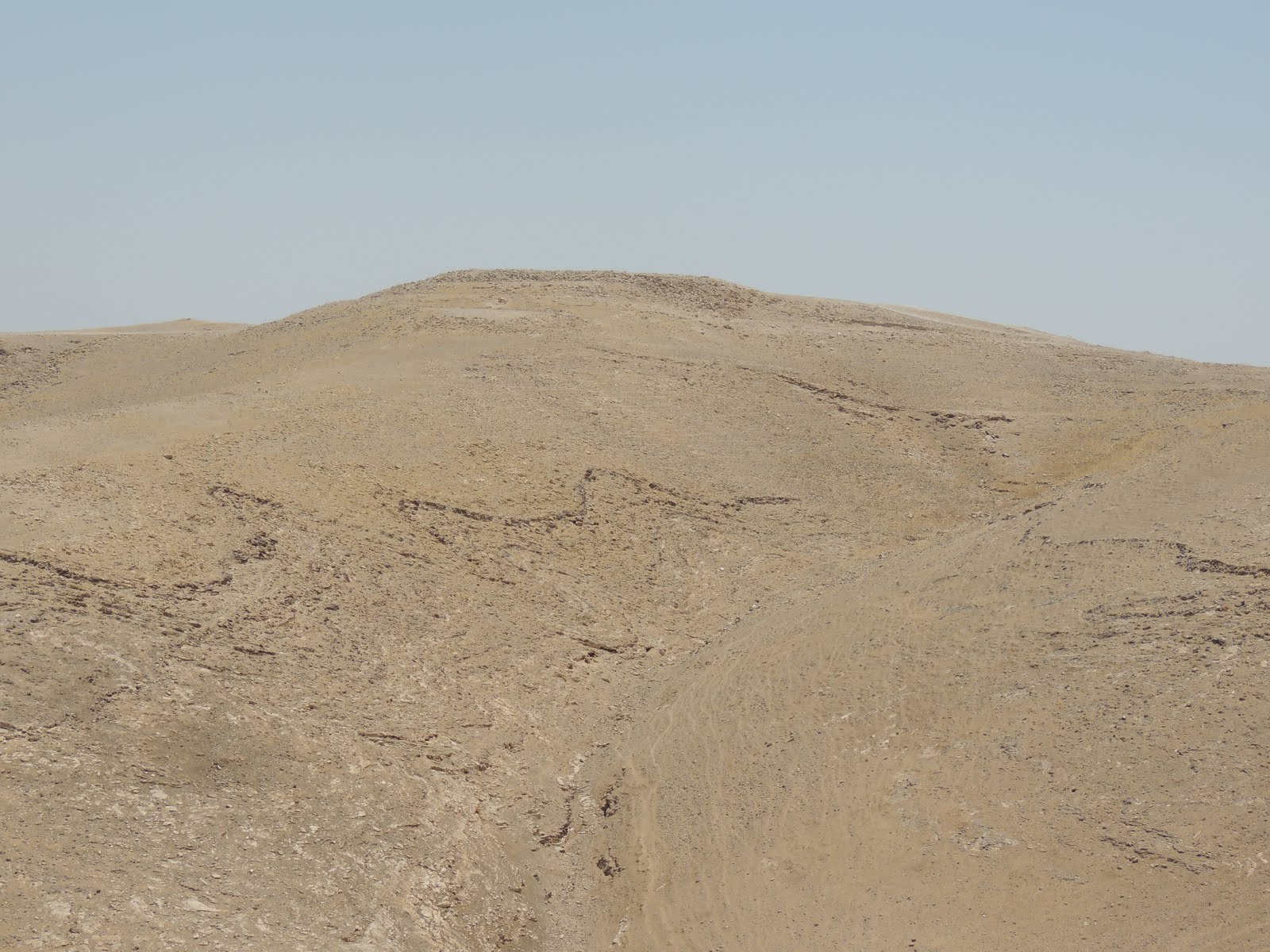 Mule Team on the Move