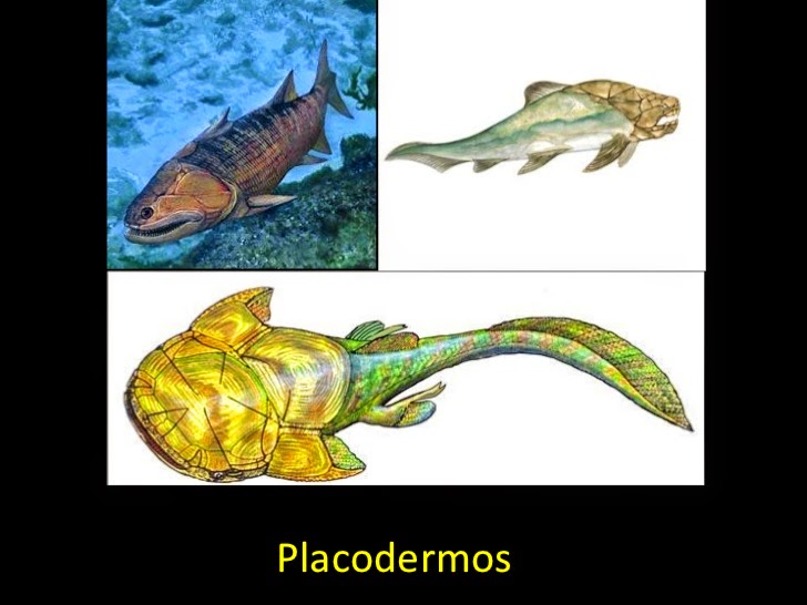 Info animales: DIVERSIDAD DE PECES
