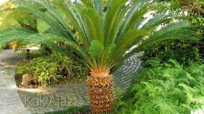 Pembahasan Biologi No. 46 - 50 TKD Saintek SBMPTN 2014 Kode Naskah 512