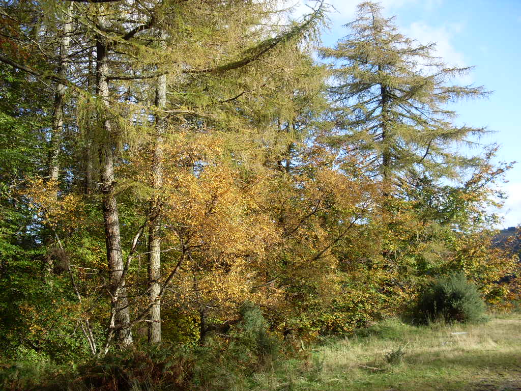 ☆Sharon's Sunlit Memories☆: Crone Forest towards Powerscourt Waterfall