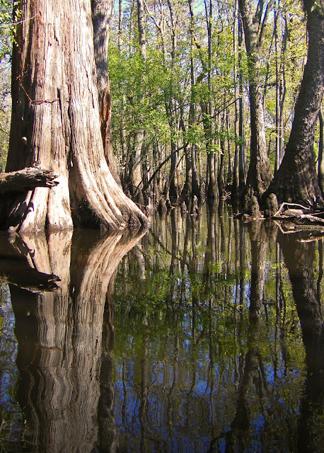 A Tidewater Paddler: Nottoway River - 10/22/11