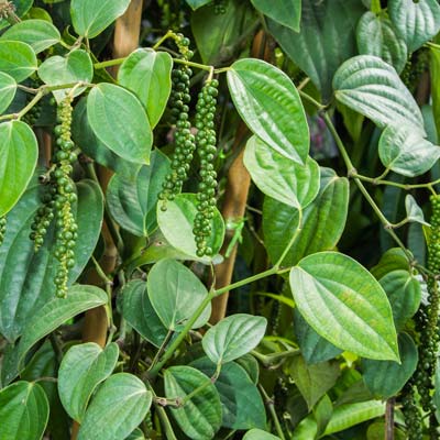 Alzina Agro: How To Grow Black Pepper