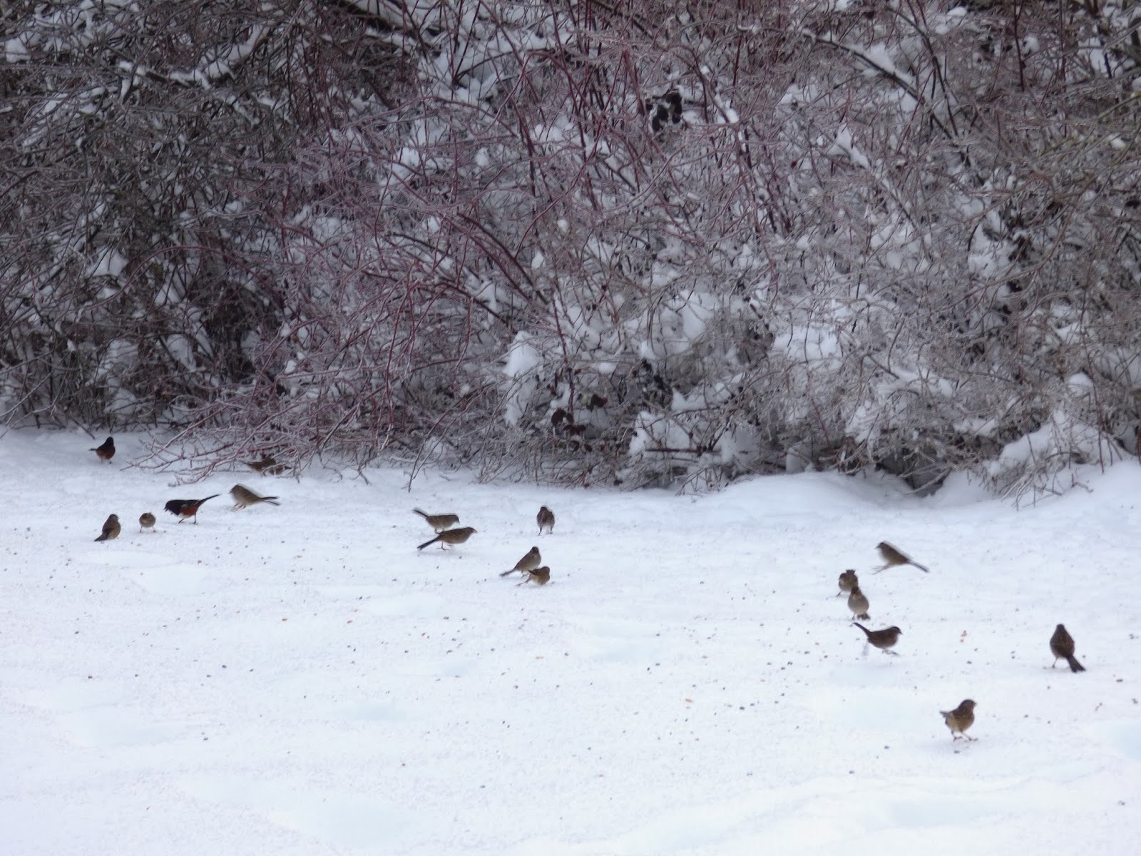 Ramblings from Fink Family Farm: February's Winter Storm