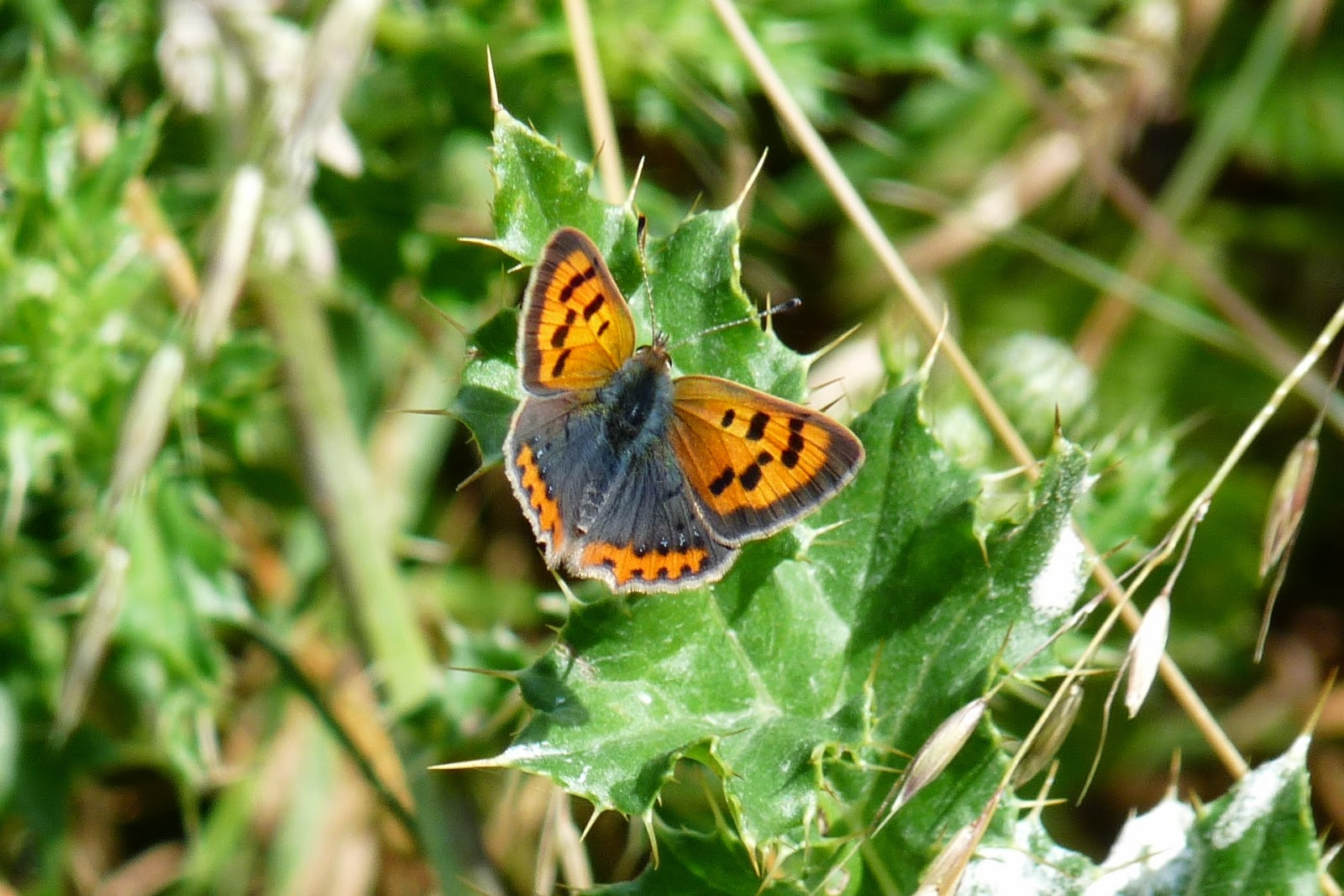 Northwest Norfolk Naturalists: Local butterflies