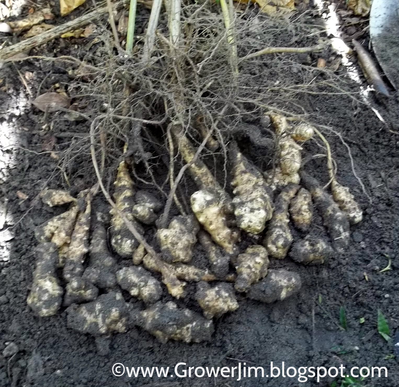 Garden Adventures: Sunchoke (Helianthus tuberosus)