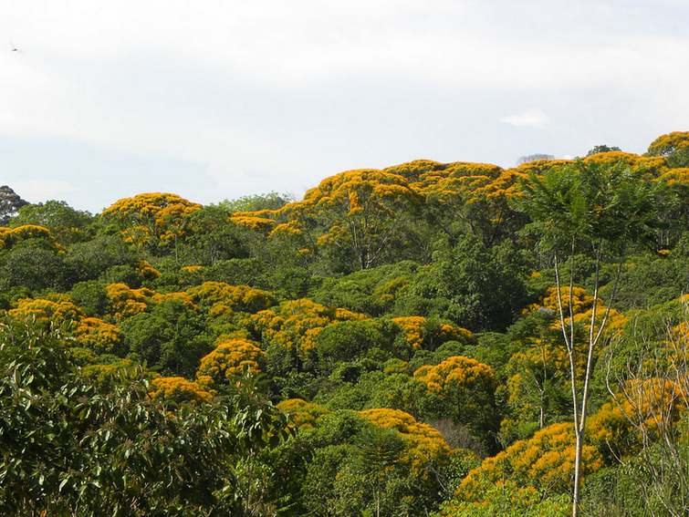 ARBORETUM: ARBOLES FANTASTICOS, Dormilón