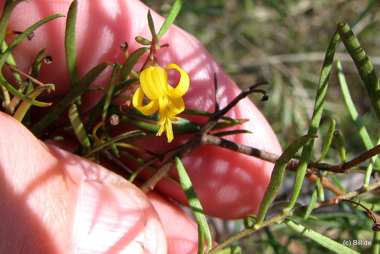 Sydney's Wildflowers and Native Plants: Persoonia nutans - Nodding Geebung.