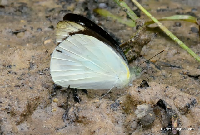 The Forested Path (and Beyond): BUTTERFLIES of RAUB: The Plain Puffin ...