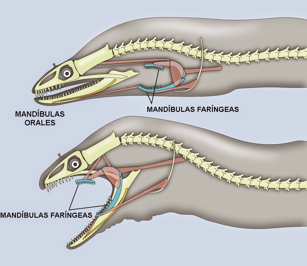 Protejamos las Maravillas del Mar: Morena: el extraño pez de las leyendas