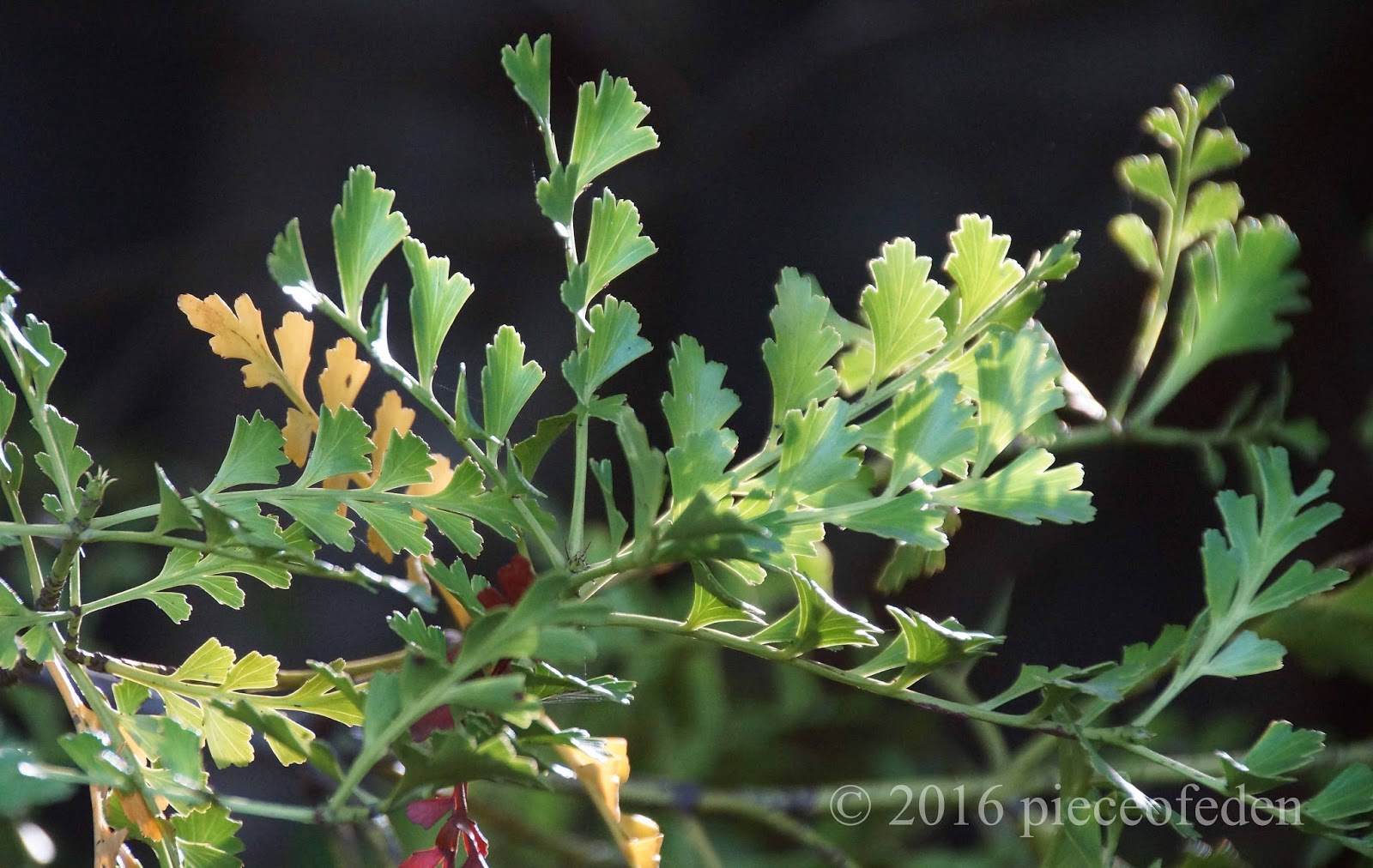 Pachystegia insignis And Other NZ Plants At UCSC