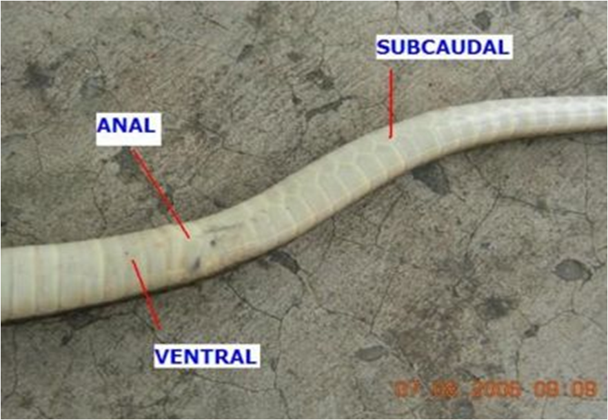 Dentistry and Medicine: Snake Bites Types,Diagnosis and Management ...