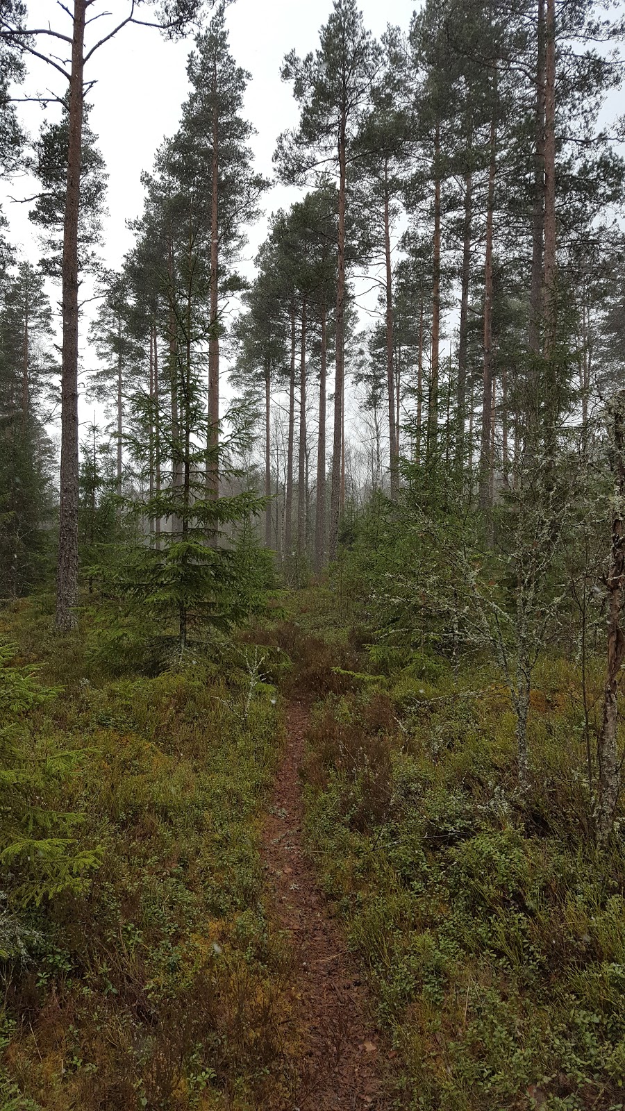 Cesar and The Woods: Cesar's Guide to The Ed Loop