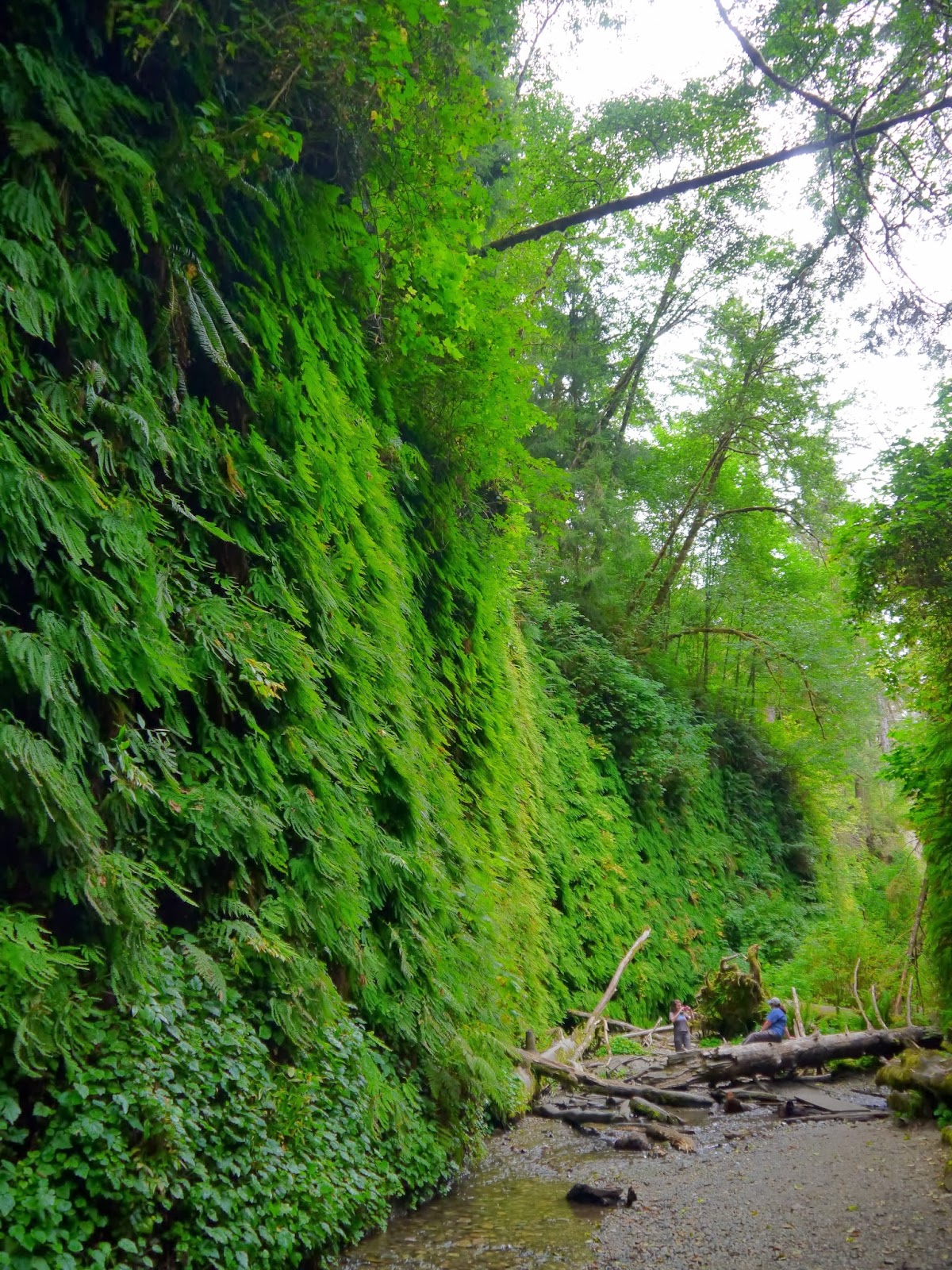 American Travel Journal: Fern Canyon Trail - Redwood National and State ...