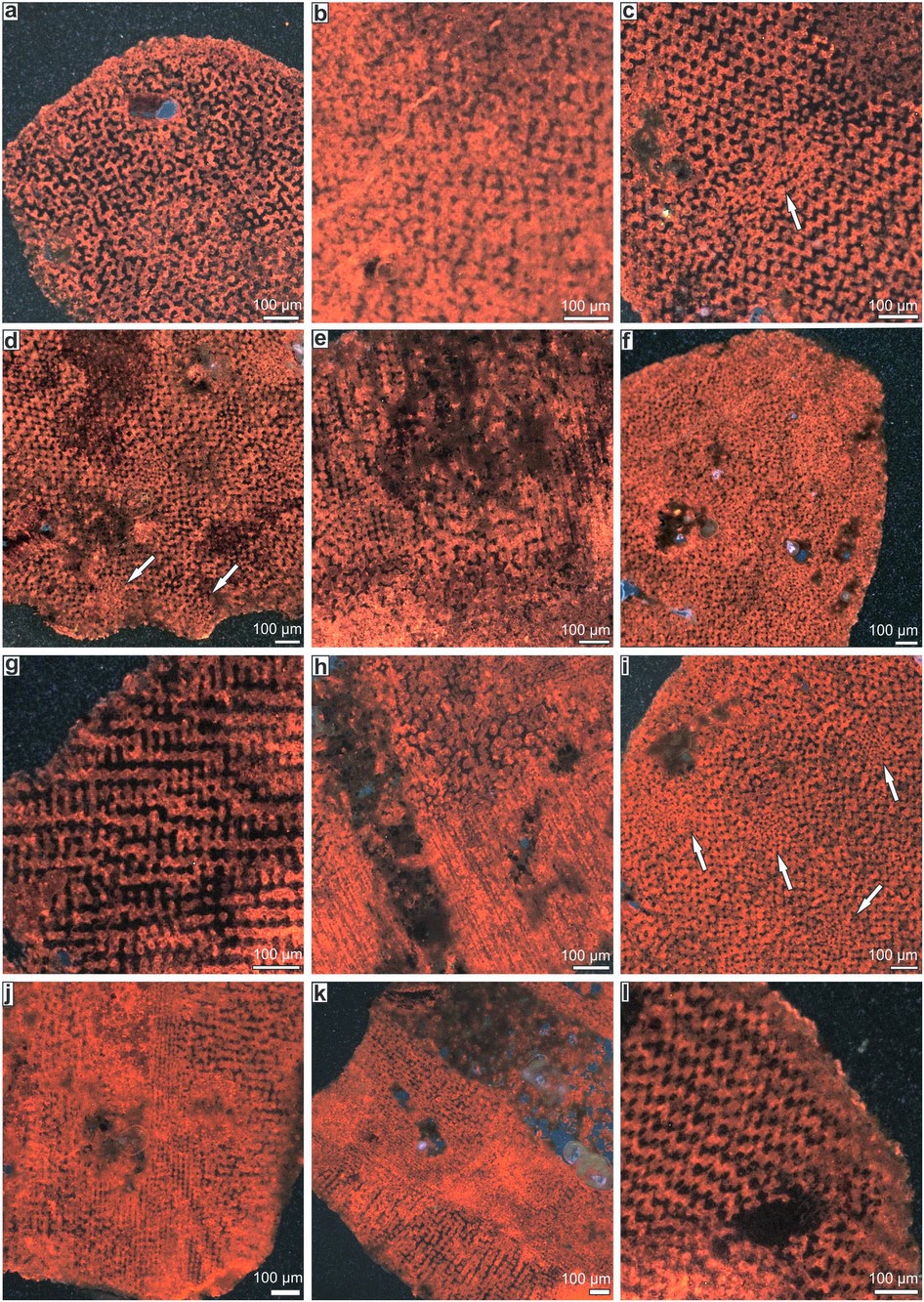 Paleontología y Evolución en la UCM: ¿Músculos en los lirios de mar?