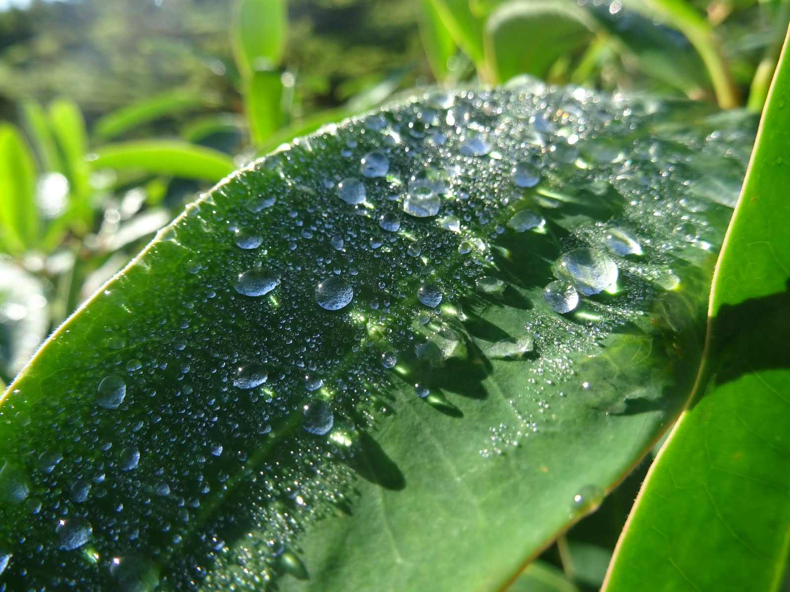 Ecuador - A Year Amongst the Clouds: San Rafael's fall and hiking in ...