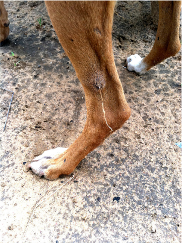 Hind leg of a dog with a parasitic worm hanging off the side.