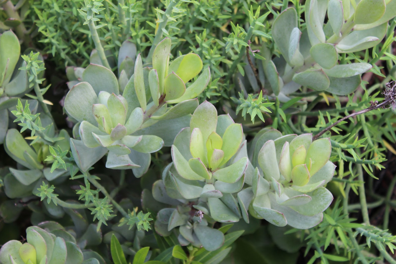 Florez Nursery: Senecio decaryi