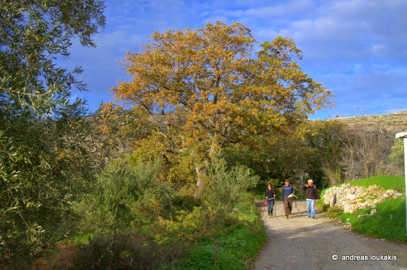 ΟΡΕΙΒΑΤΙΚΟΣ ΣΥΛΛΟΓΟΣ ΑΓΙΟΥ ΝΙΚΟΛΑΟΥ (1ος κύκλος): ΚΟΡΥΦΗ ΣΕΛΕΝΑΣ ...