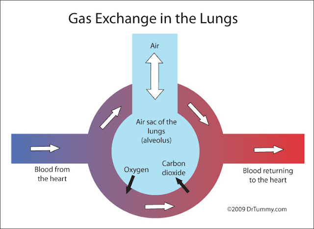 Grade 9: Sem 2 Chapter 11 Gas Exchange in Humans