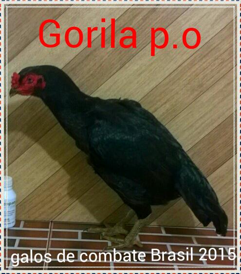 GALOS DE COMBATE BRASIL #2021: UM DOS GALOS MAIS FAMOSOS DO BRASIL