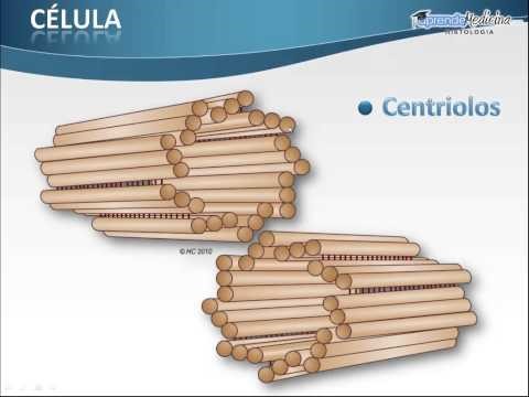 Blog de la vida (BIOLOGIA): Organelos celulares