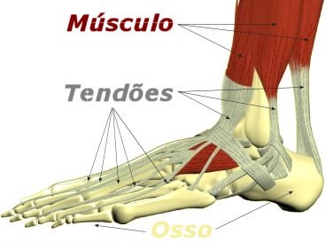 Teatro Físico : Tendões